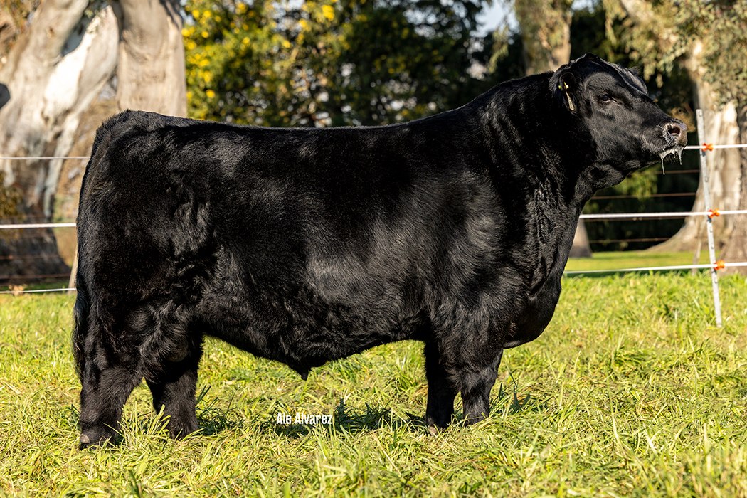 Toros Angus Lote 03 – Las Tranqueras